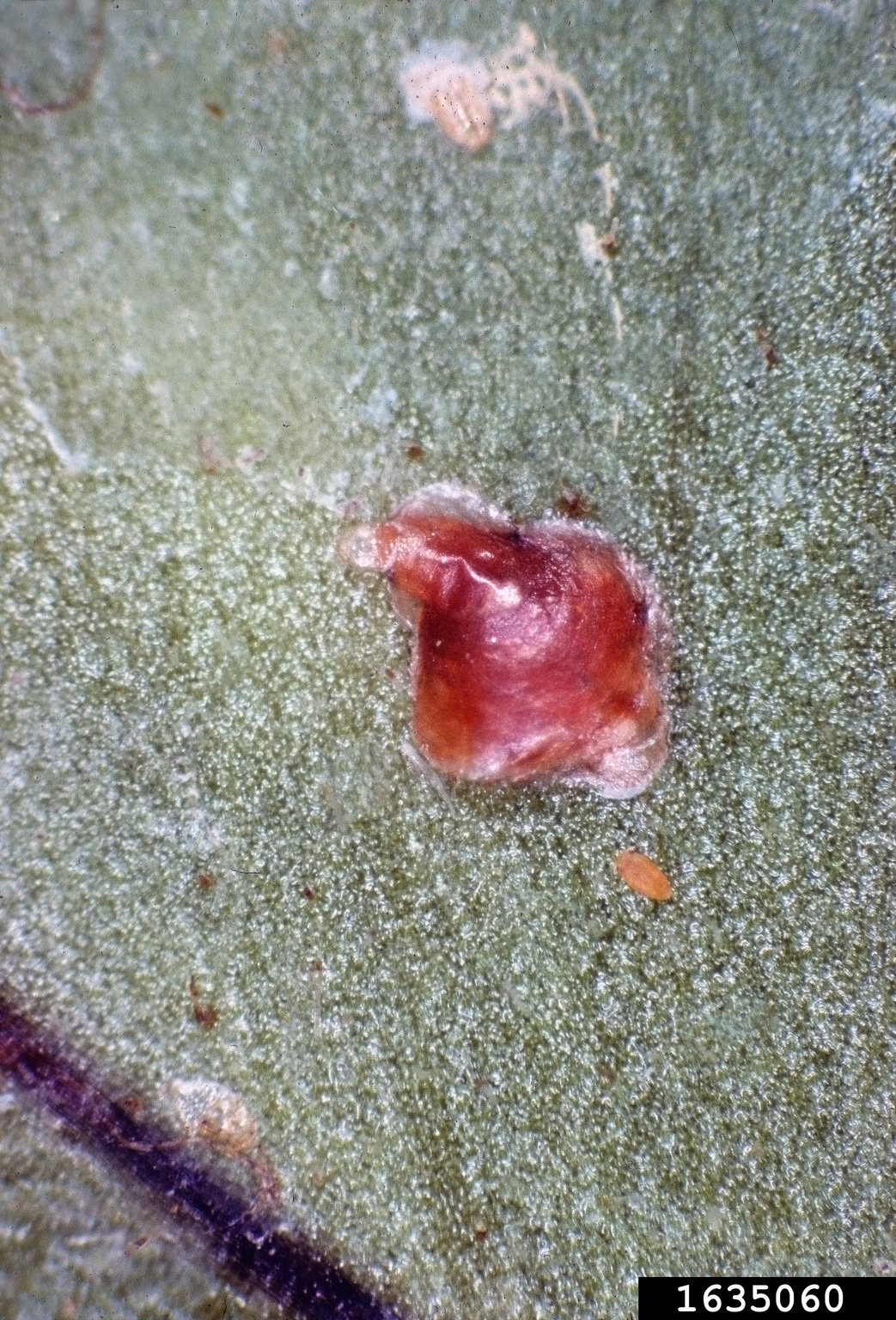 fern scale (Pinnaspis aspidistrae (Signoret))