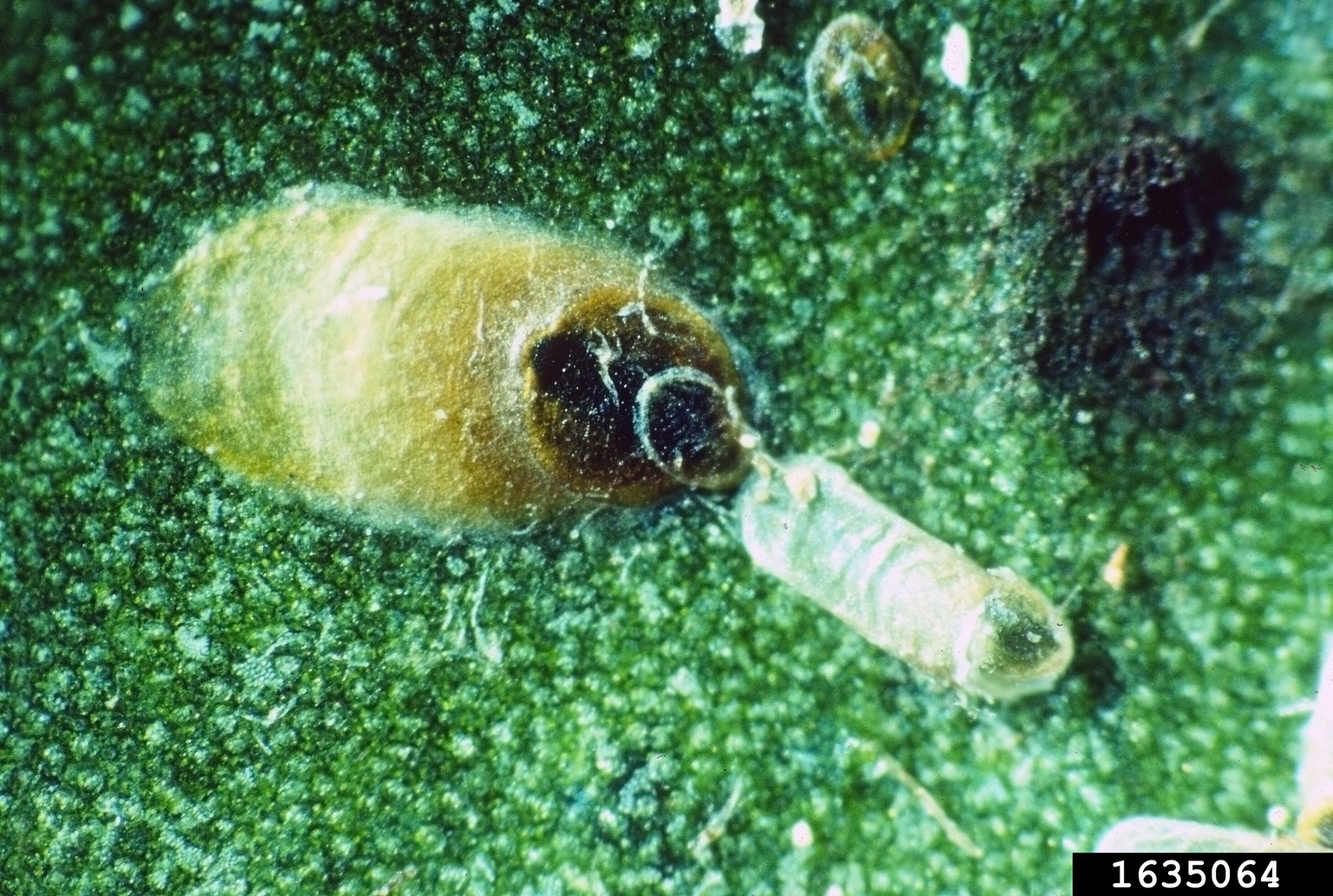 armored scale (Parlatoria camelliae)