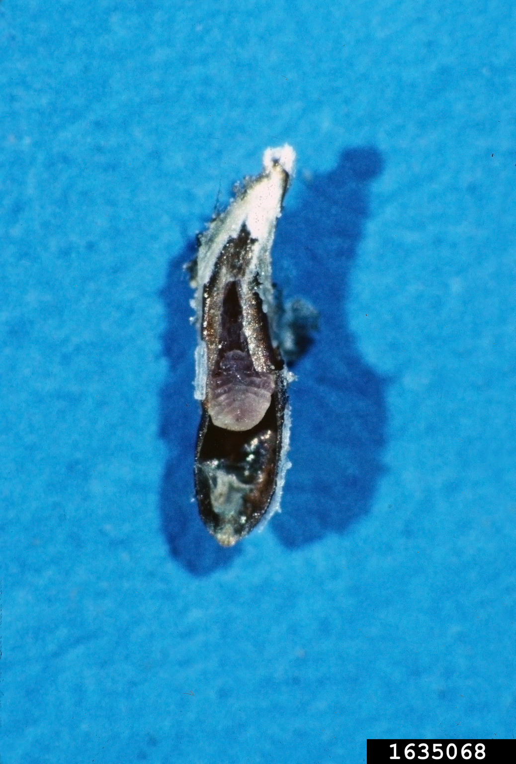 Japanese maple scale (Lopholeucaspis japonica (Cockerell))