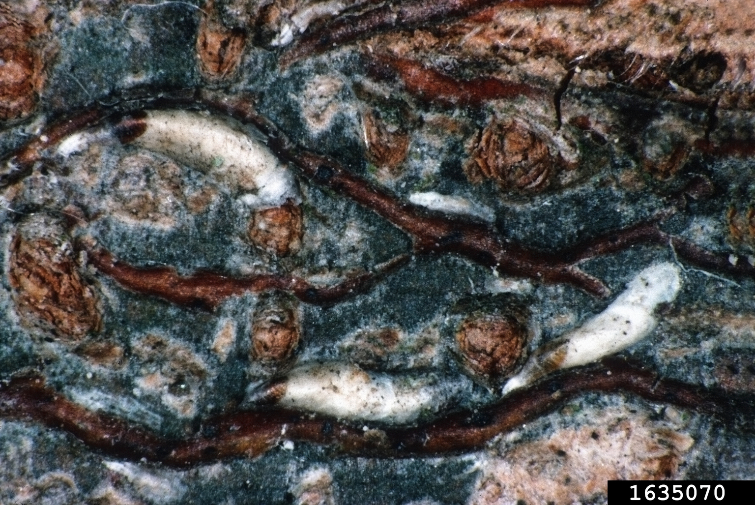 Japanese maple scale (Lopholeucaspis japonica (Cockerell))