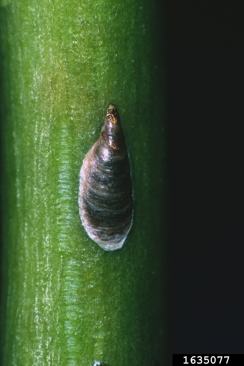 oystershell scale (Lepidosaphes ulmi)