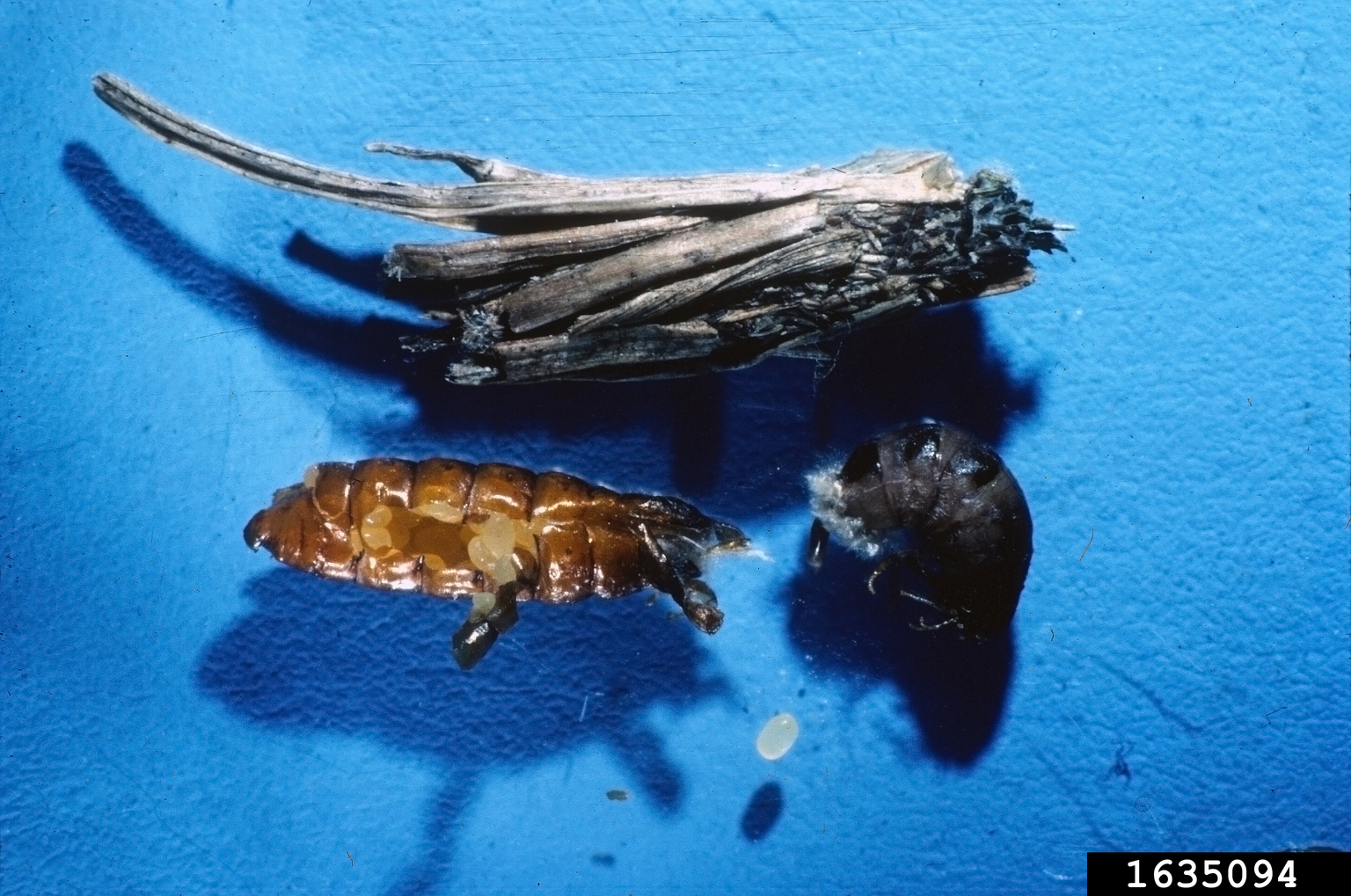 common bagworm moth (Psyche casta)