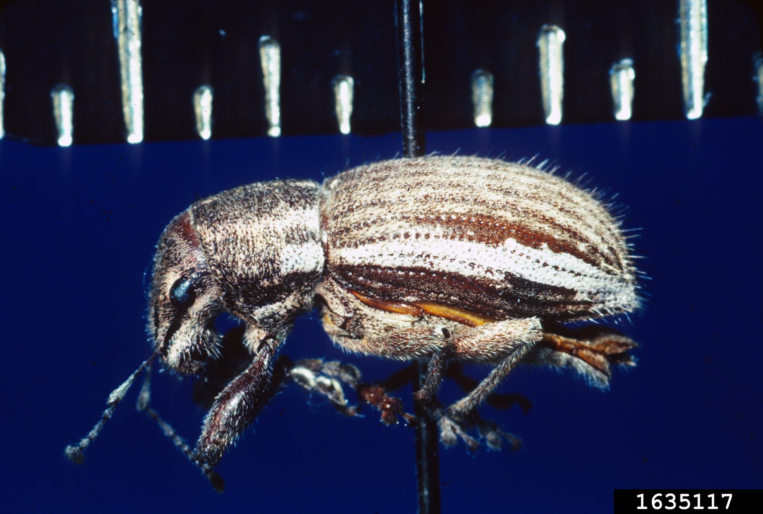 whitefringed beetles (Genus Naupactus Dejean, 1821)