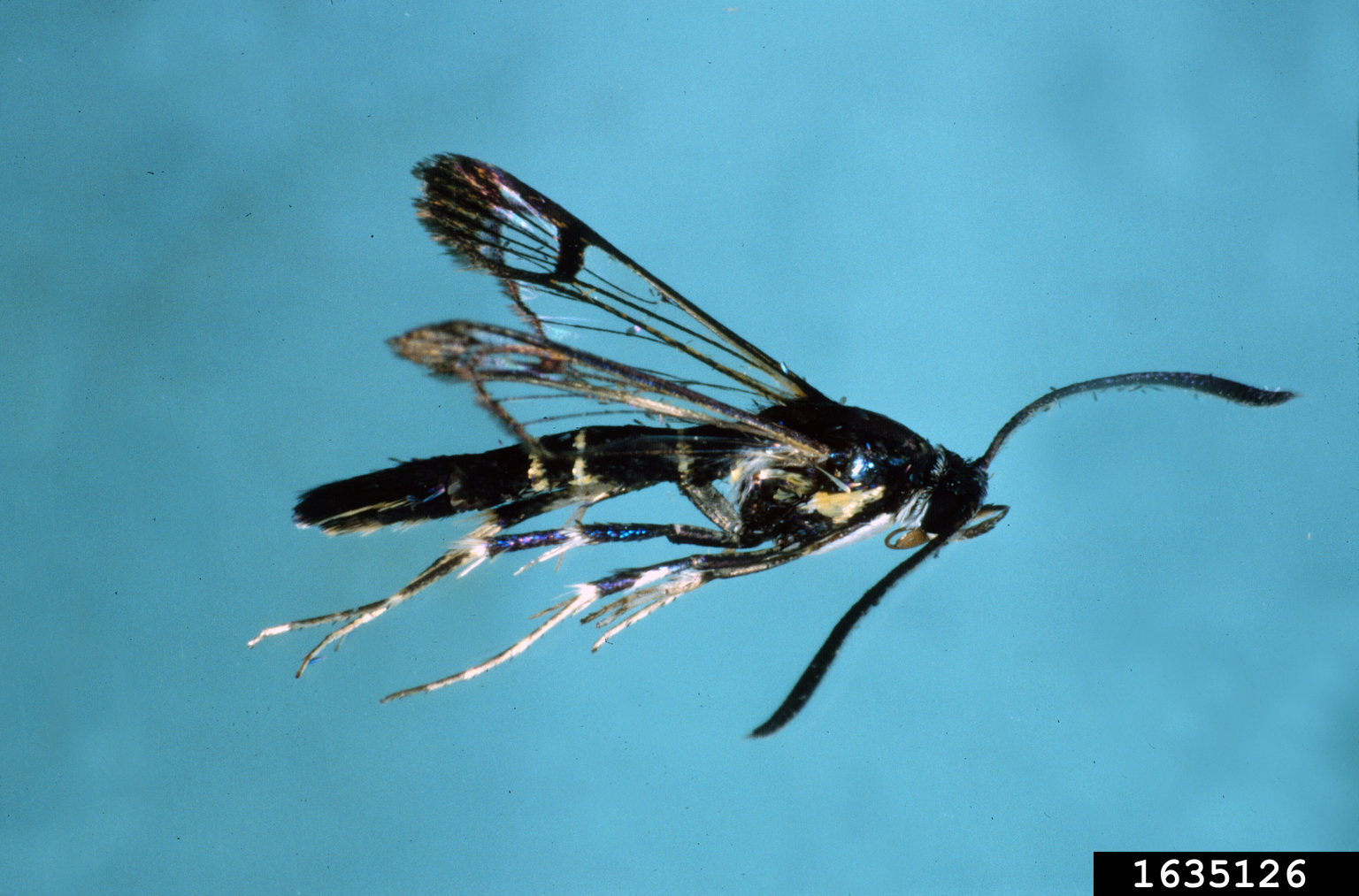 rhododendron borer (Synanthedon rhododendri (Beutenmüller))