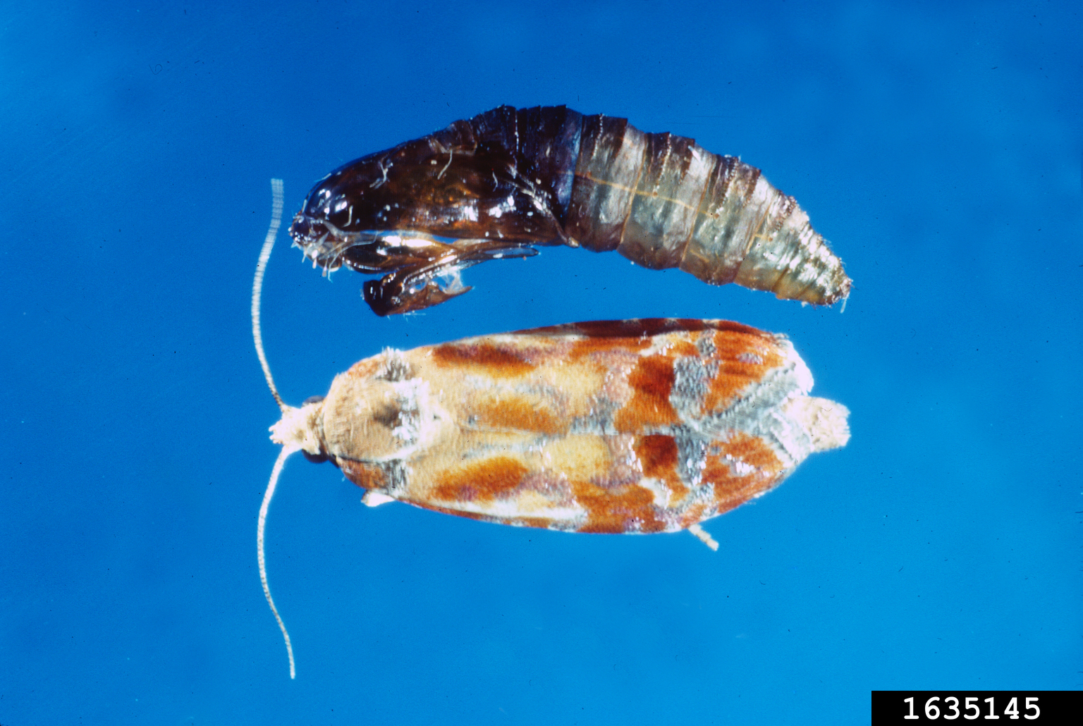 European pine shoot moth (Rhyacionia buoliana (Denis & Schiffermuller))