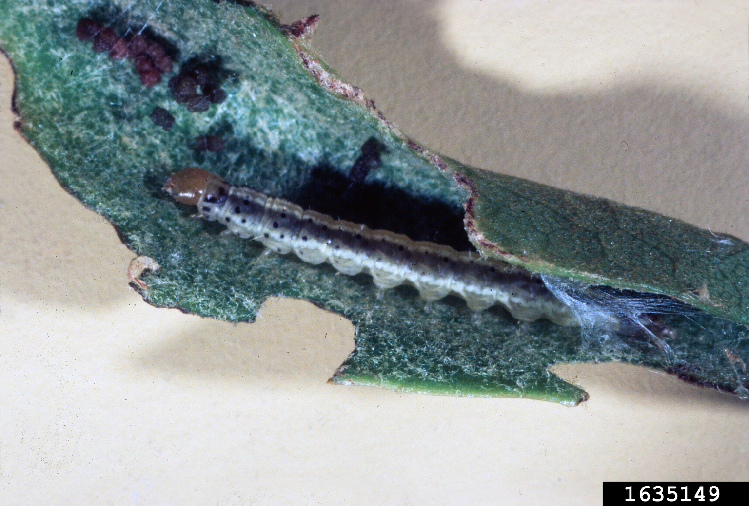 palmerworm, Dichomeris ligulella (Lepidoptera: Gelechiidae) - 1635149