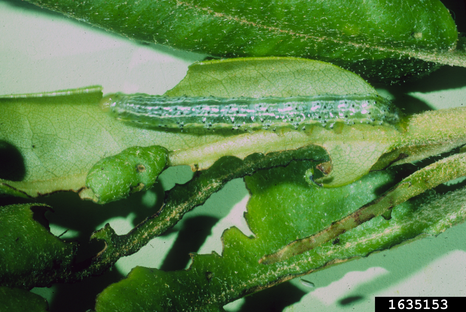 rose budworm (Pyrrhia umbra Hufnagel, 1766)