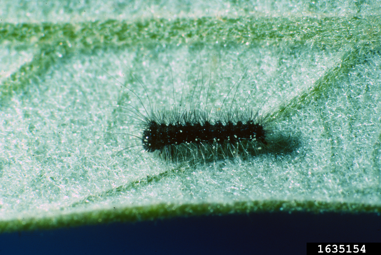spongy moth (formerly gypsy moth) (Lymantria dispar (Linnaeus))
