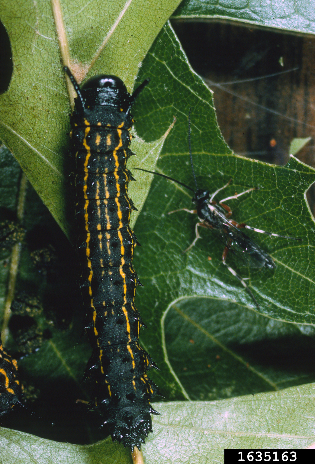 orangestriped oakworm, Anisota senatoria (Lepidoptera: Saturniidae ...