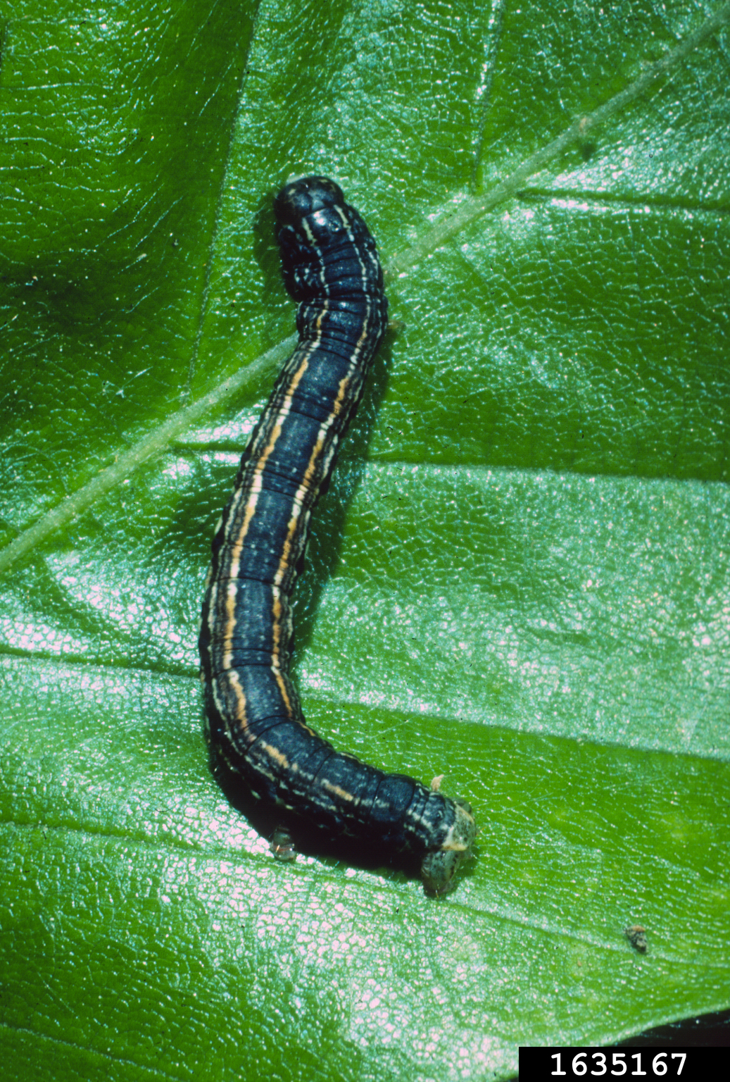 fall cankerworm (Alsophila pometaria)