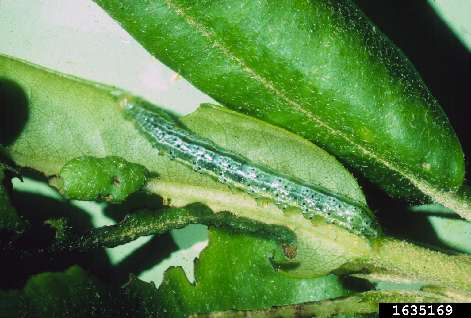 rose budworm (Pyrrhia umbra Hufnagel, 1766)