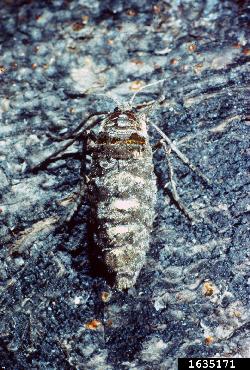 fall cankerworm (Alsophila pometaria (Harris))