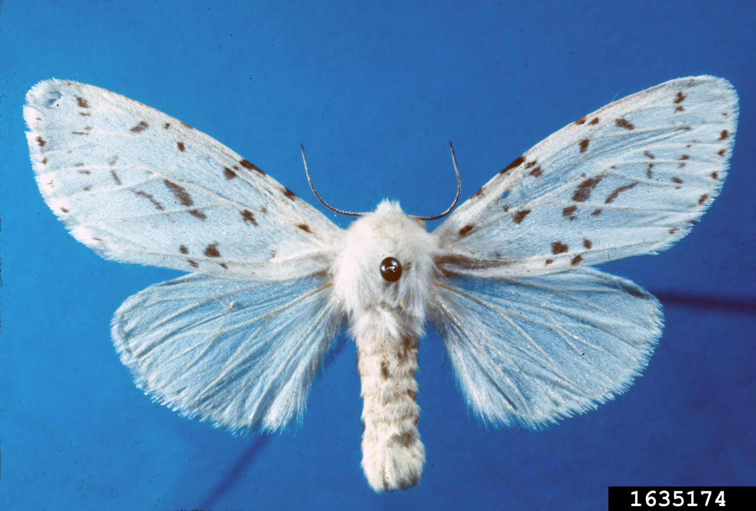 fall webworm (Hyphantria cunea)