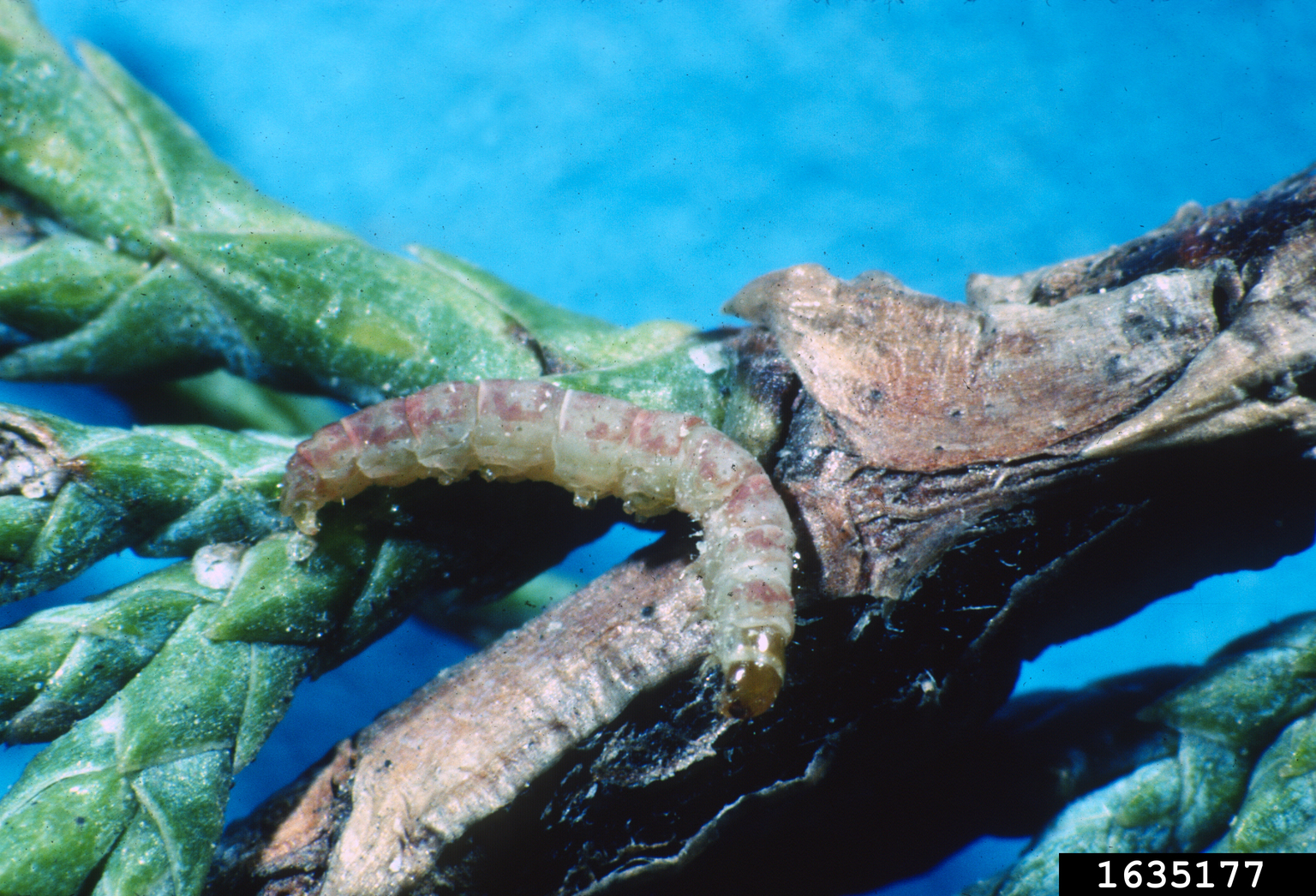 arborvitae leafminer (Argyresthia thuiella)