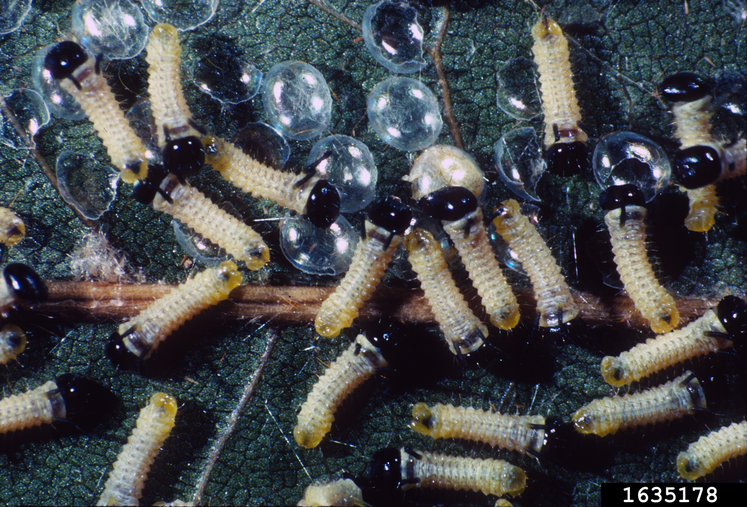 orangestriped oakworm (Anisota senatoria)