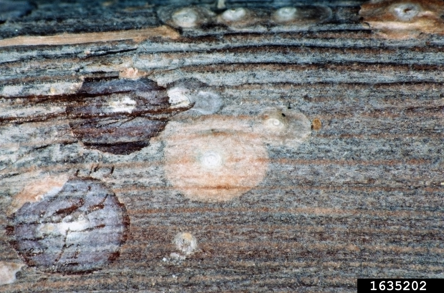 grape scale (Diaspidiotus uvae)