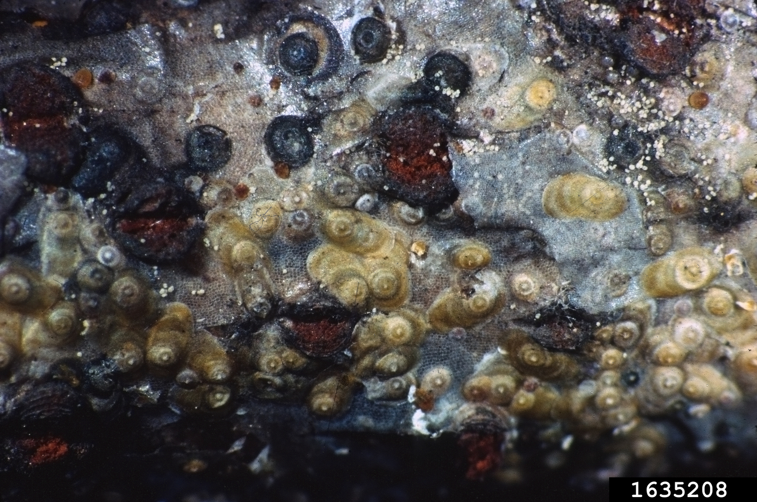 San Jose scale (Comstockaspis perniciosa)