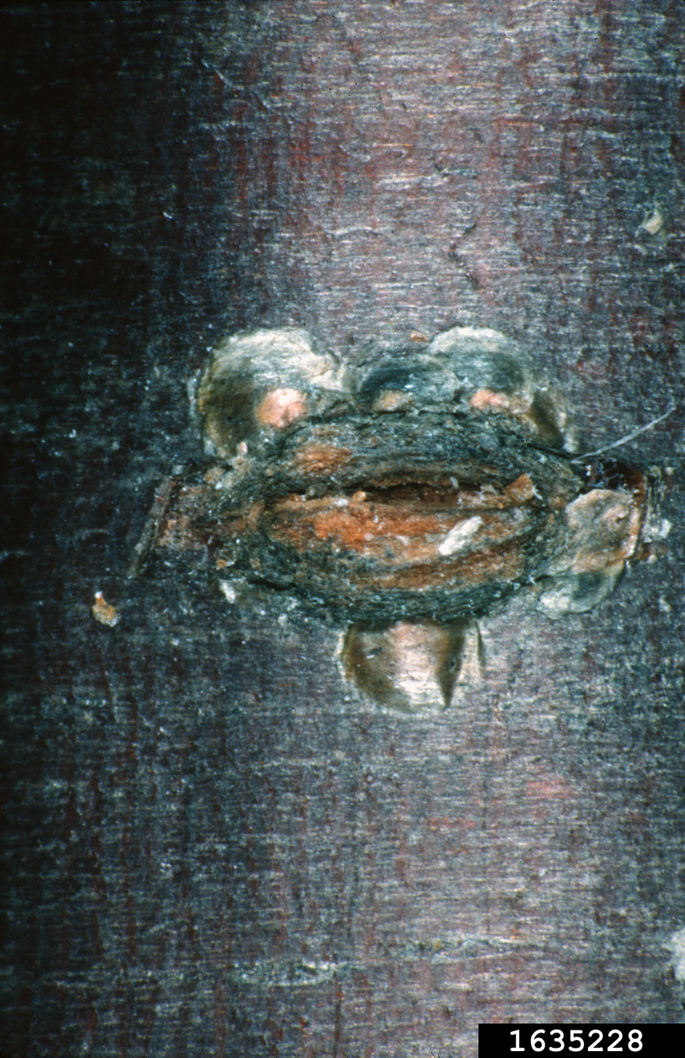 forbes scale (Diaspidiotus forbesi ) on plum/cherry (Prunus spp ...