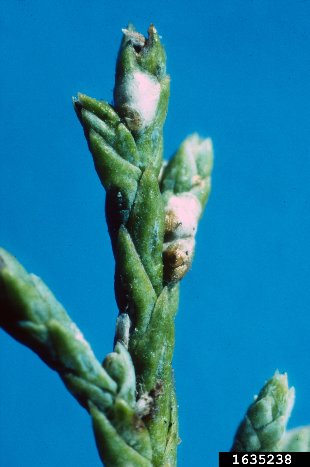 bermuda cedar scale (Carulaspis minima Borchsenius, 1949)