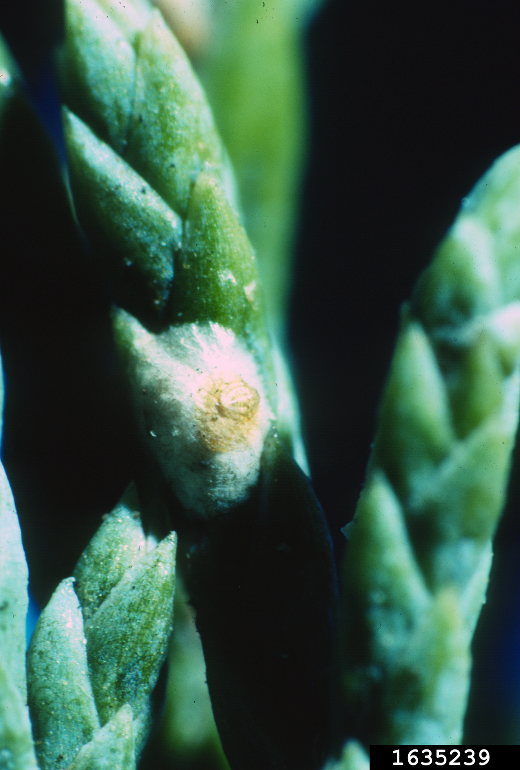 bermuda cedar scale (Carulaspis minima Borchsenius, 1949)