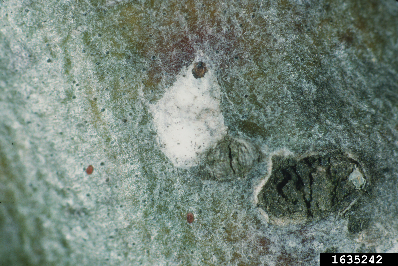 scurfy scale (Chionaspis furfura)