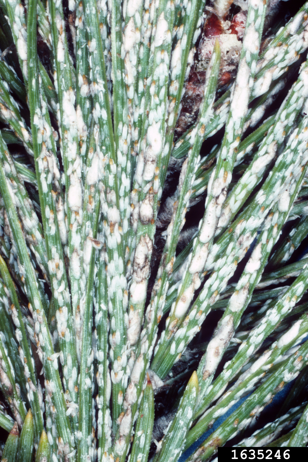 pine scale (Chionaspis heterophyllae Cooley)