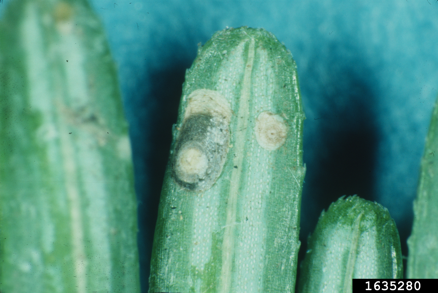 hemlock scale, Hemiberlesia ithacae (Hemiptera: Diaspididae) - 1635280