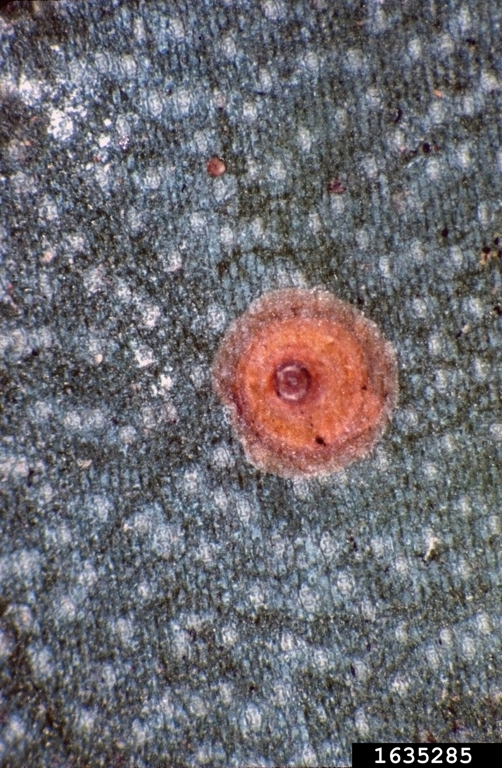 Oriental scale, Aonidiella orientalis (Hemiptera: Diaspididae) - 1635285