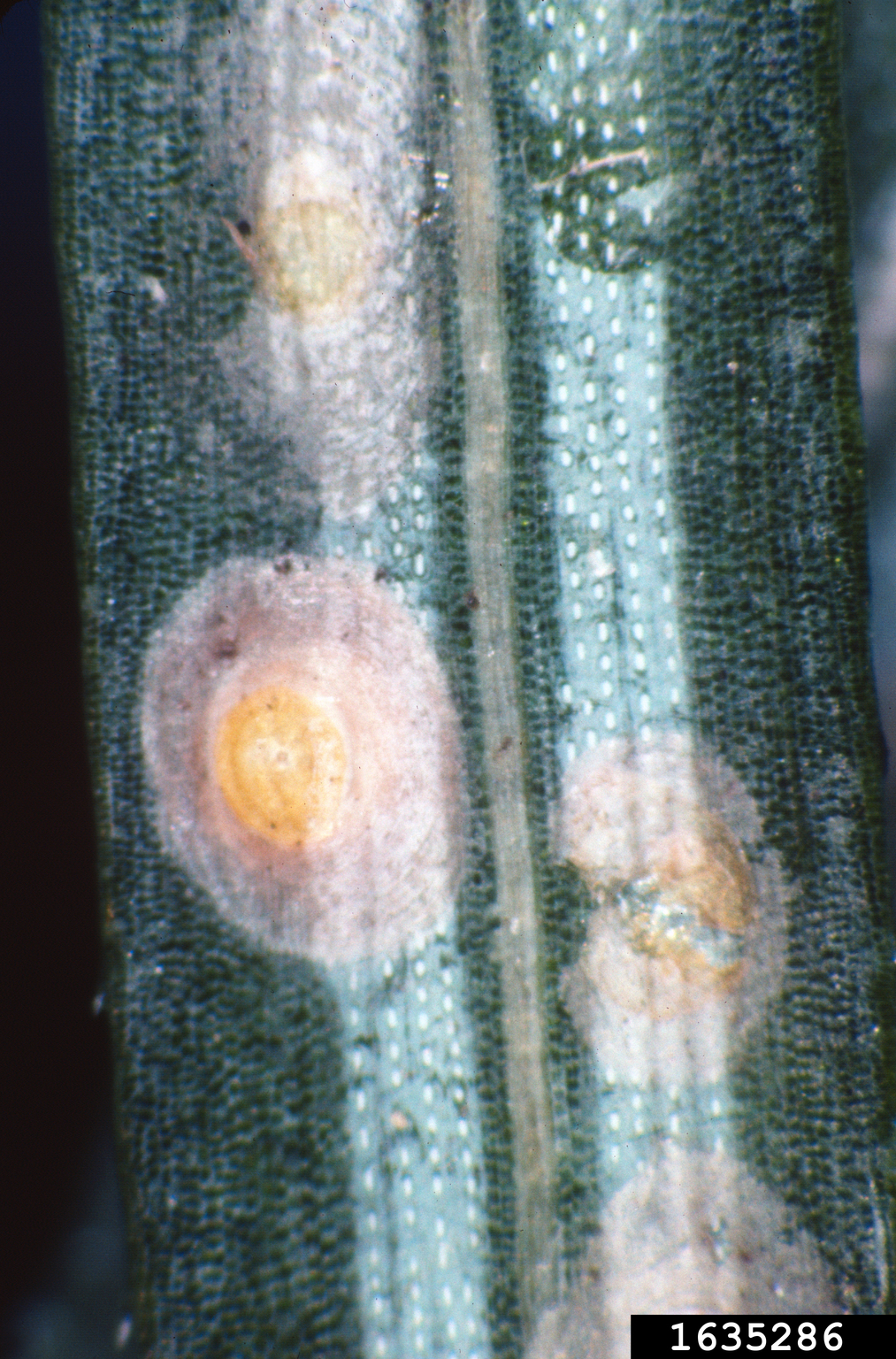 cryptomeria scale (Aspidiotus cryptomeriae)