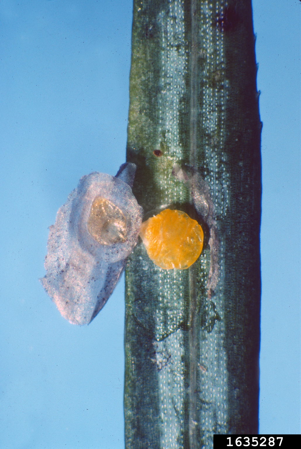 cryptomeria scale (Aspidiotus cryptomeriae)