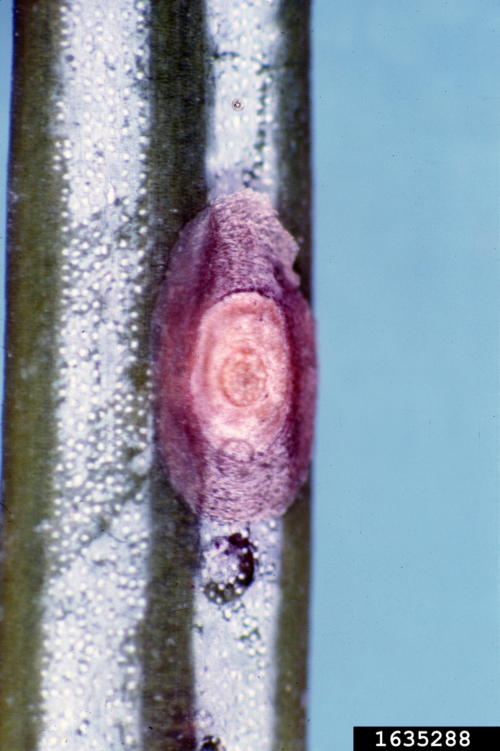 cryptomeria scale (Aspidiotus cryptomeriae)
