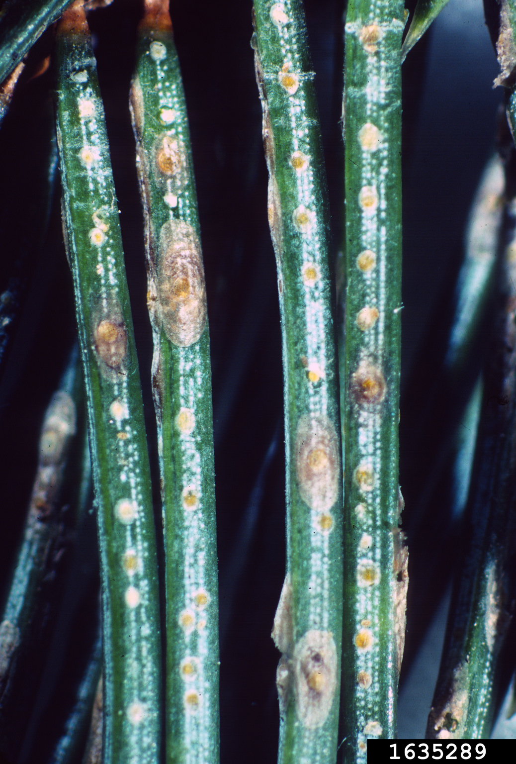 cryptomeria scale (Aspidiotus cryptomeriae)