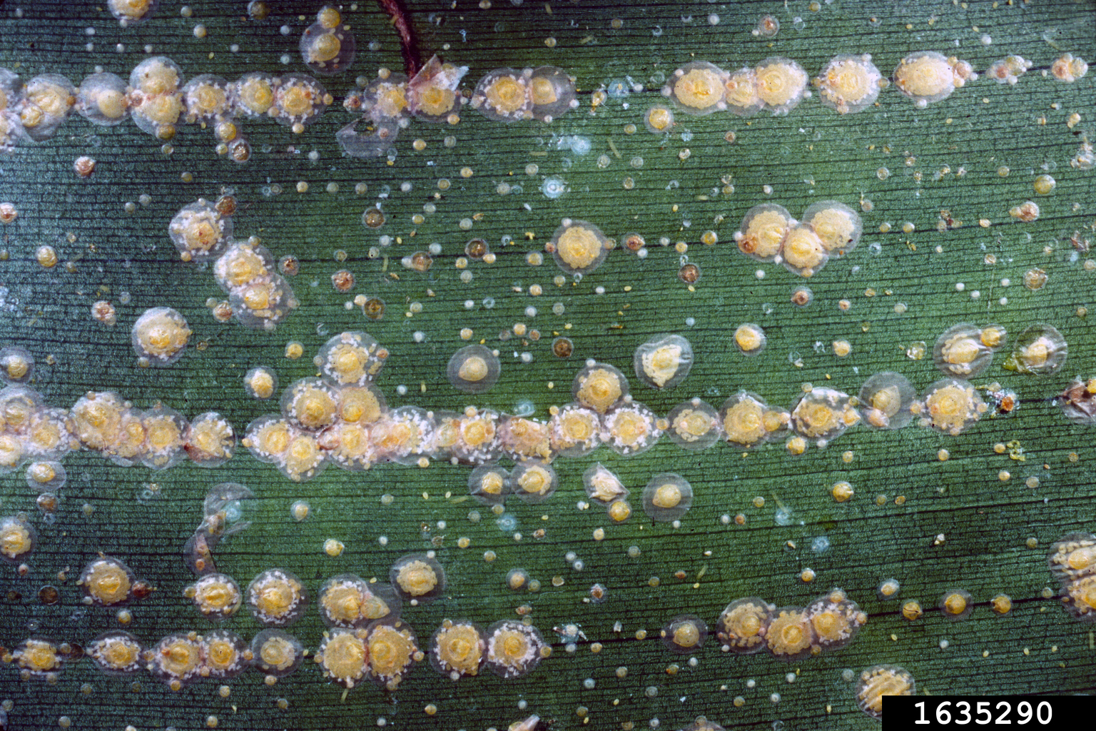 coconut scale (Aspidiotus destructor Signoret)