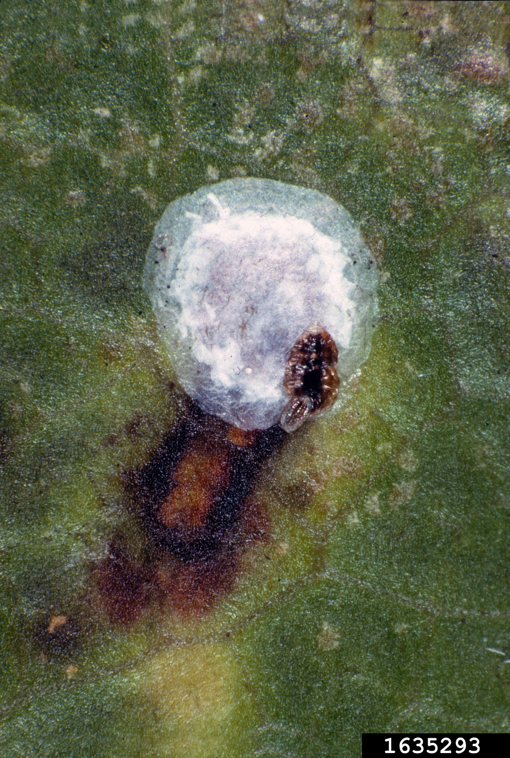 white mango scale (Aulacaspis tubercularis (Newstead))