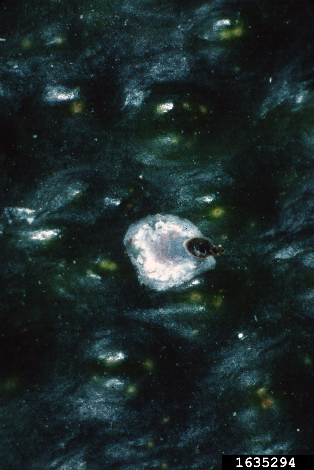 white mango scale (Aulacaspis tubercularis (Newstead))