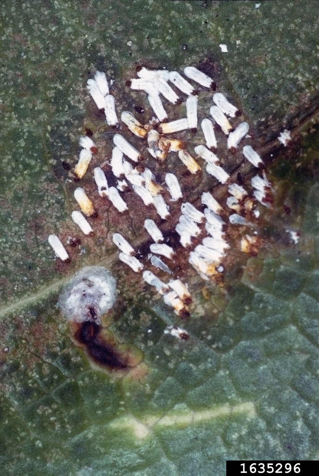 white mango scale (Aulacaspis tubercularis)