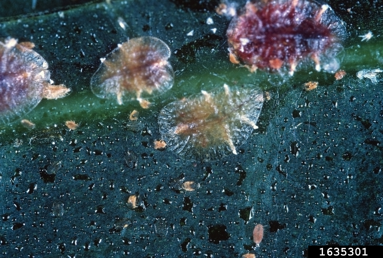 brown soft scale (Coccus hesperidum)