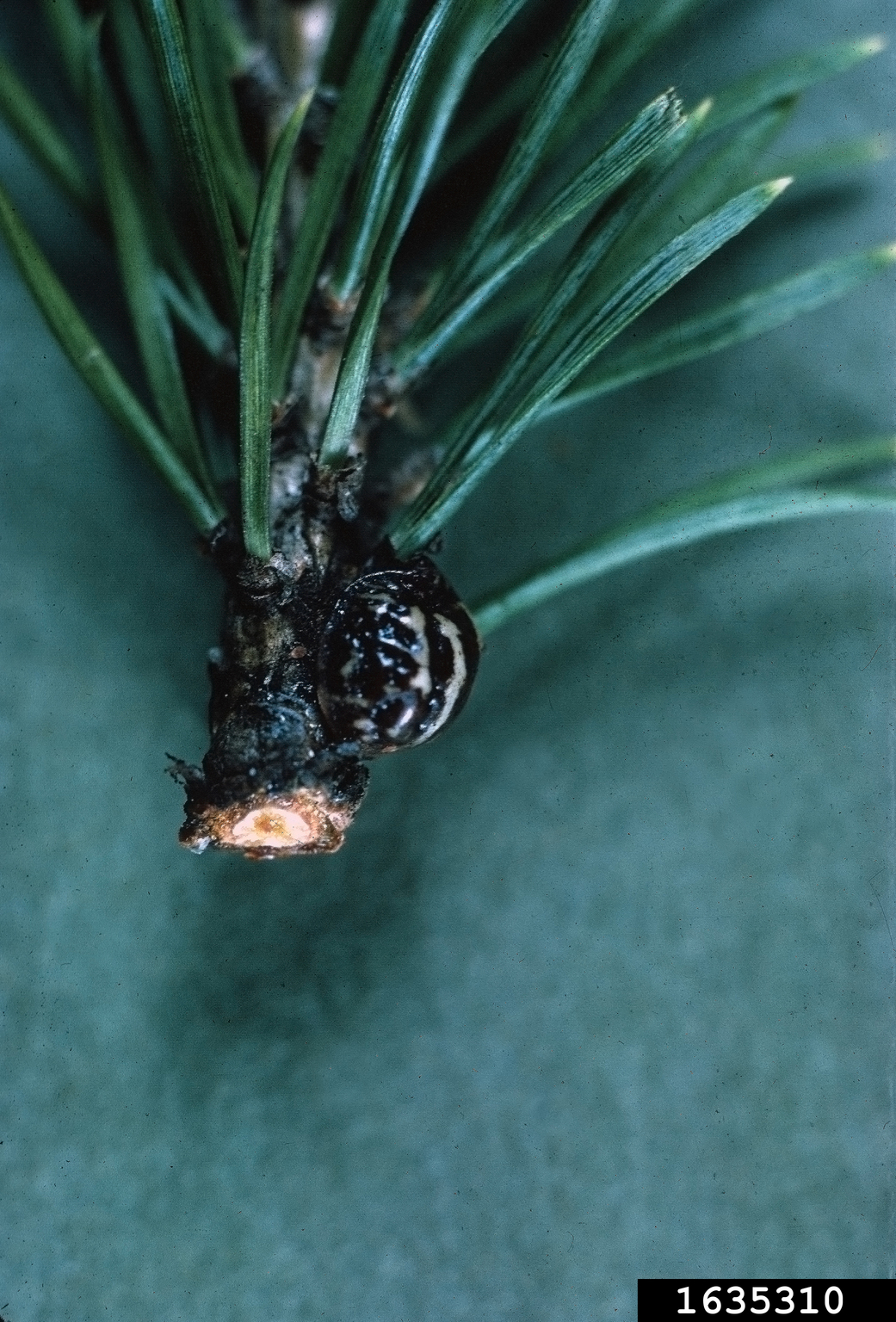 striped pine scale (Toumeyella pini)