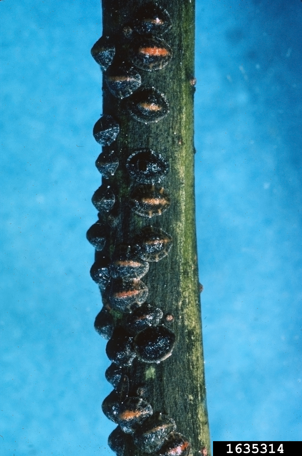 terrapin scale (Mesolecanium nigrofasciatum)