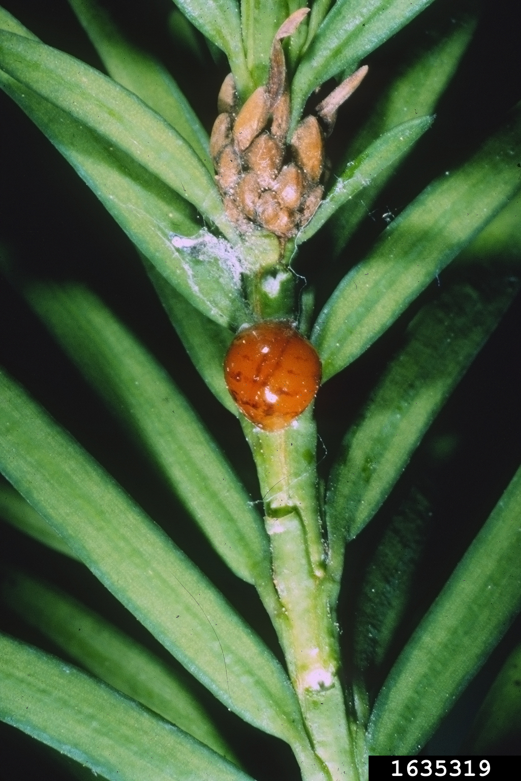 fletcher scale (Parthenolecanium fletcheri ) on yew (Taxus spp. ) - 1635319
