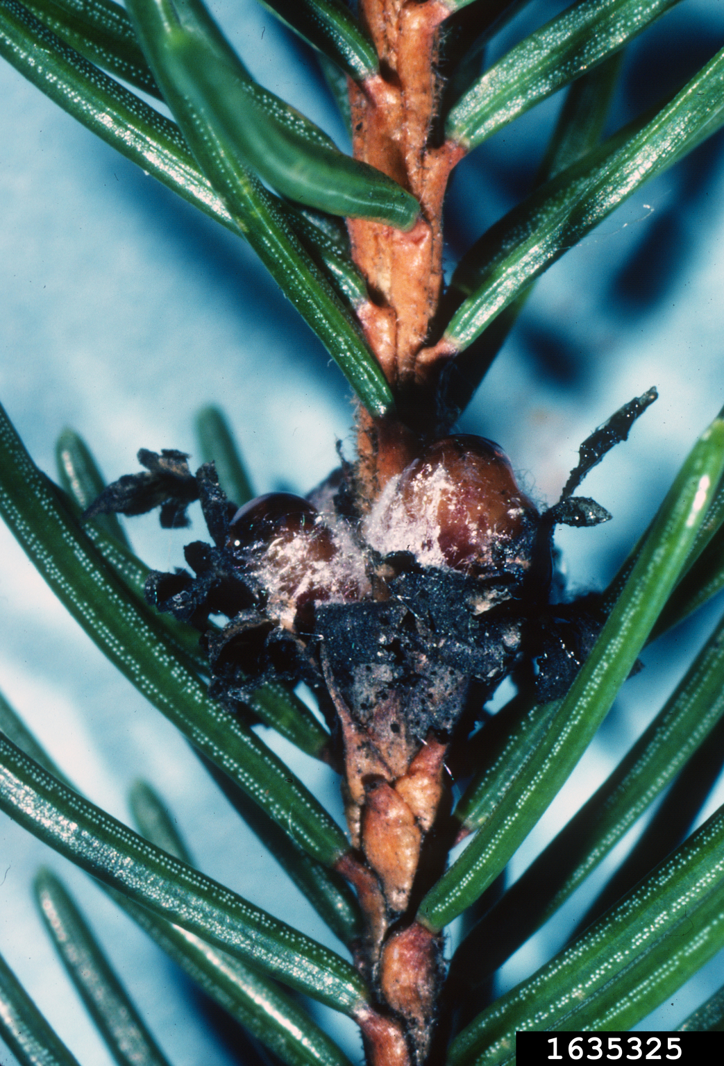 small spruce bud scale (Physokermes hemicryphus ) on spruce (Picea spp ...