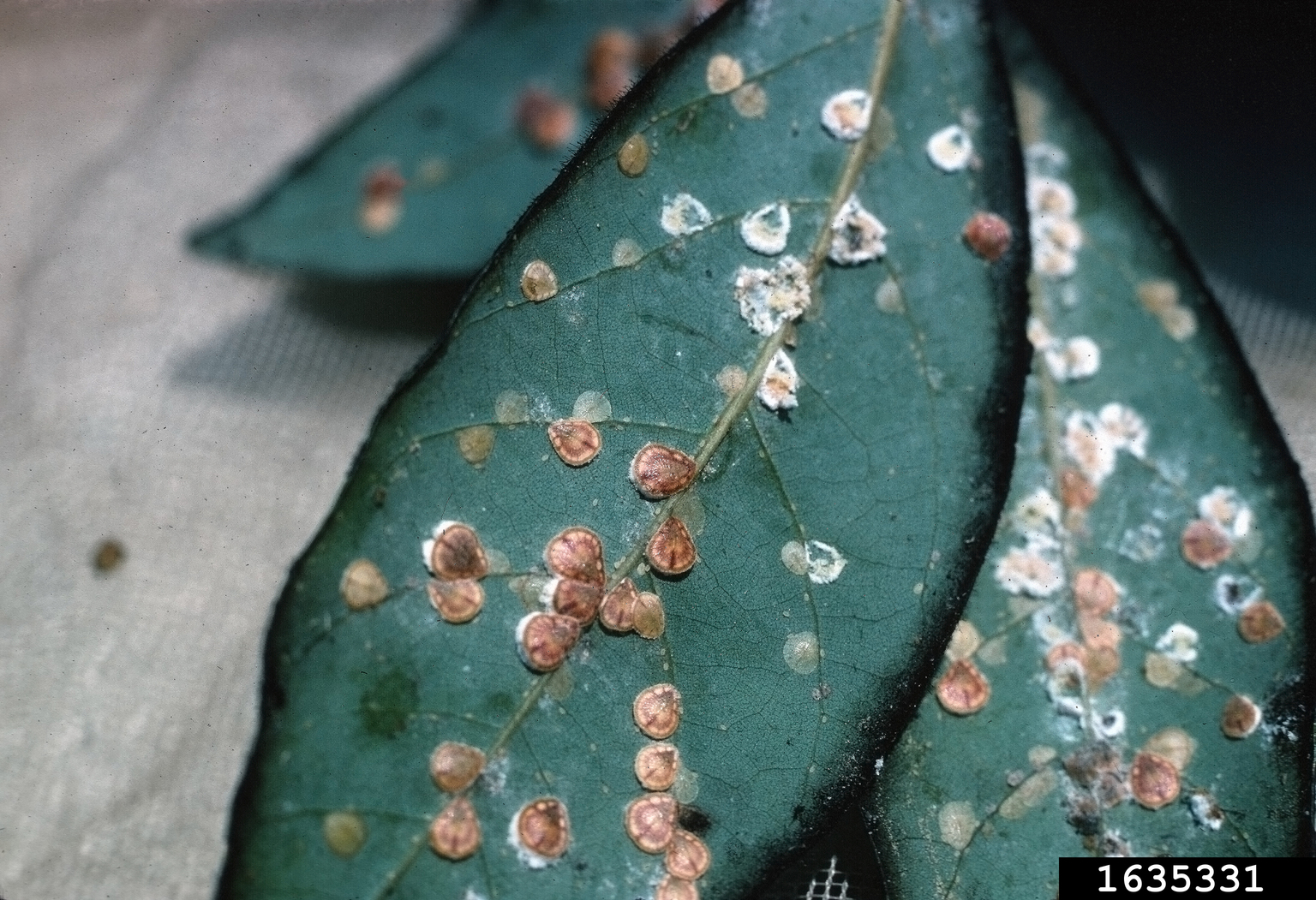 pyriform scale (Protopulvinaria pyriformis)