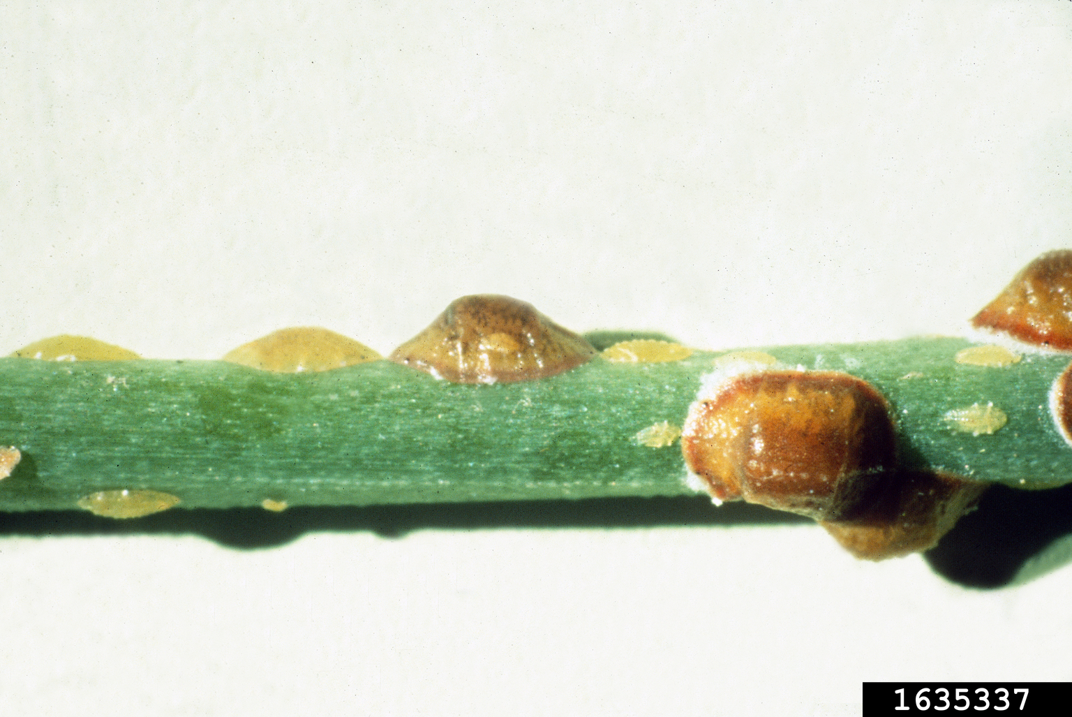 hemispherical scale (Saissetia coffeae (Walker))