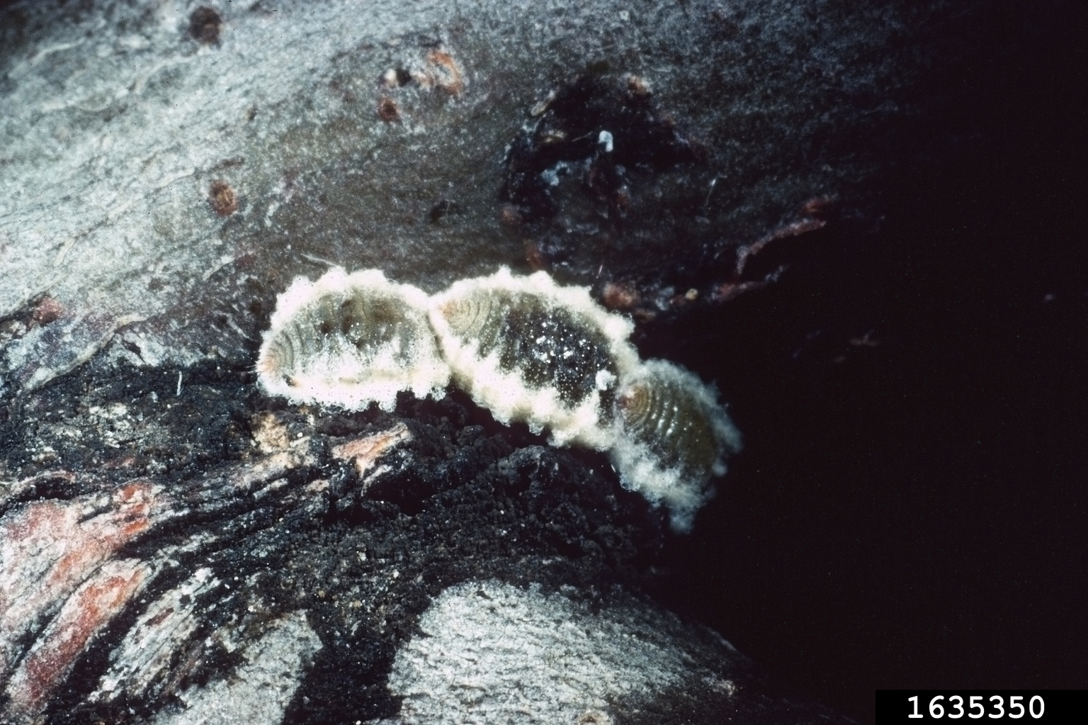 oak eriococcin (Eriococcus quercus)