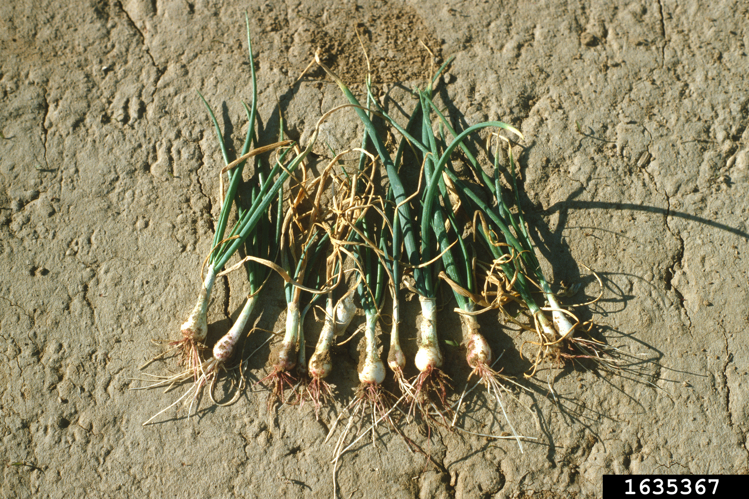 pink root rot (Setophoma terrestris (H.N. Hansen) Gruyter, Aveskamp ...