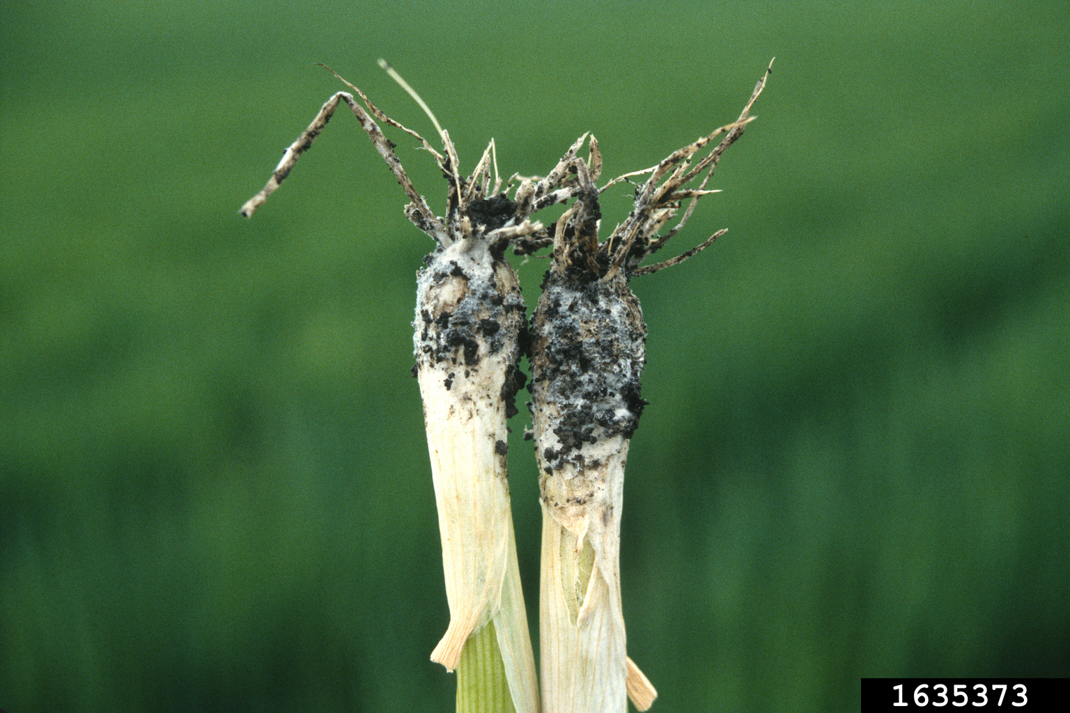 white rot (Stromatinia cepivora (Berk.) Whetzel)