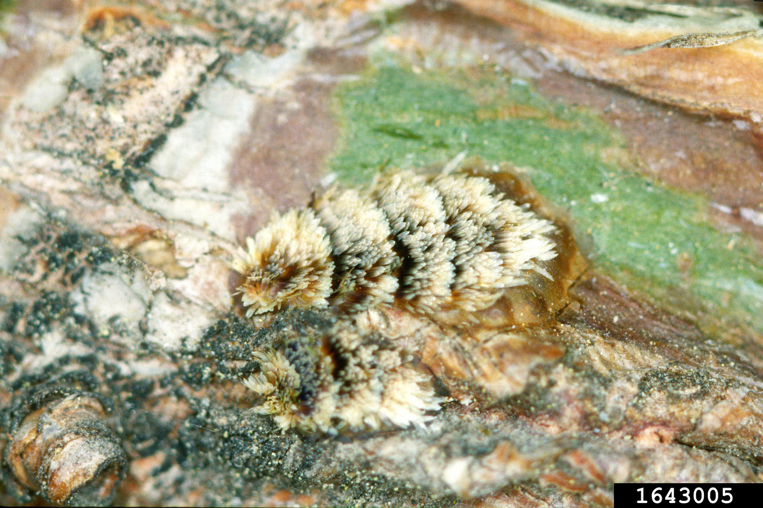 larger boxelder leafroller (Archips negundana (Dyar, 1902))