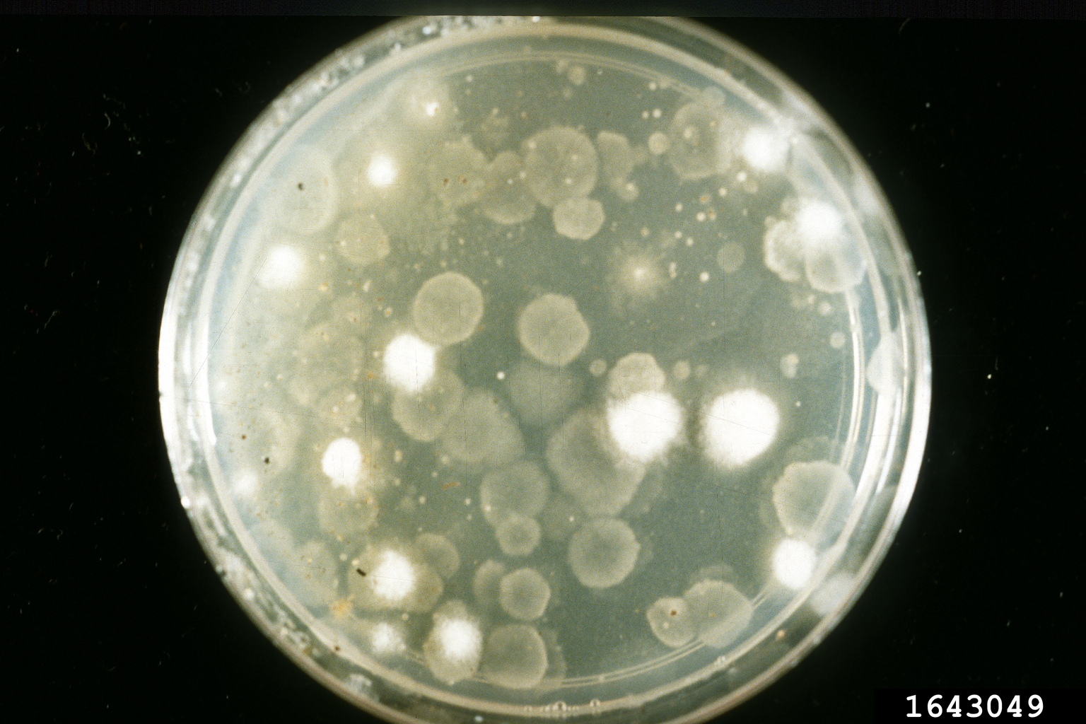 Fusarium wilts, blights, rots and damping-off (Genus Fusarium)