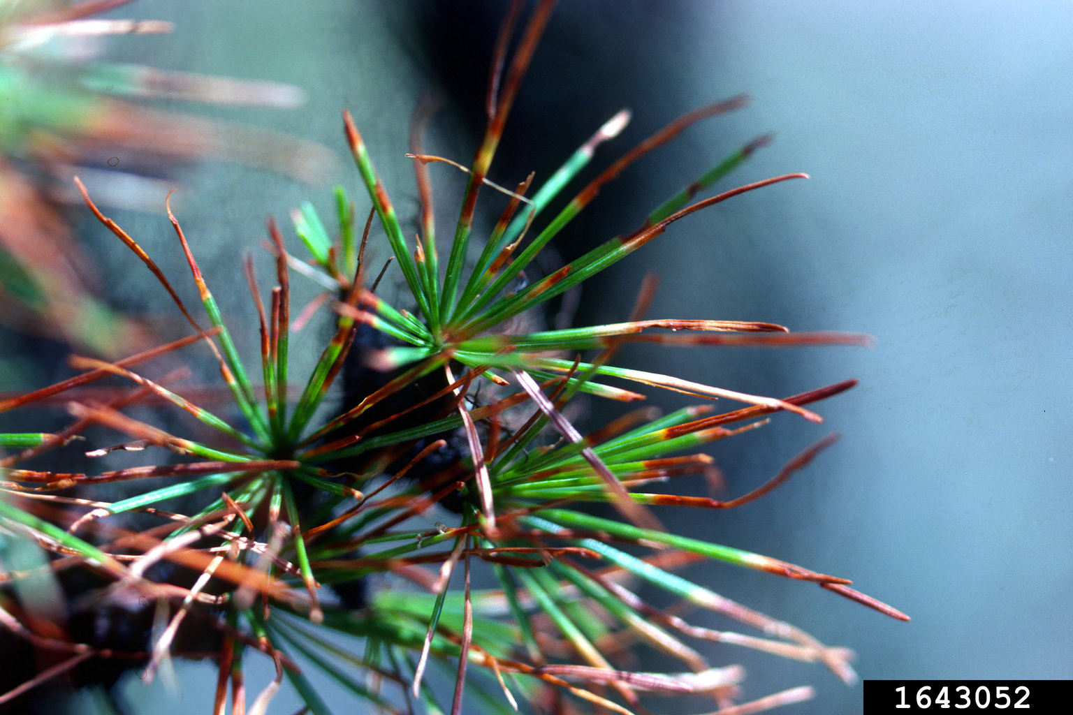 larch needle cast (Meria laricis Vuill.)