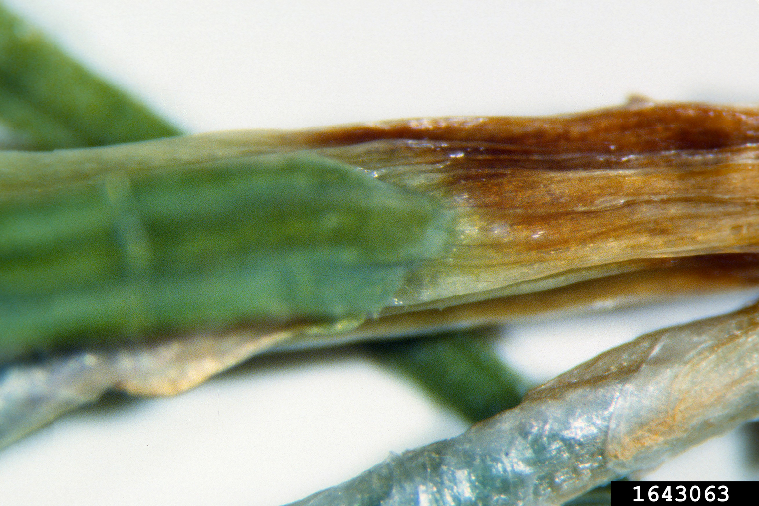 gray molds (Genus Botrytis P. Mich. ex. Pers.)